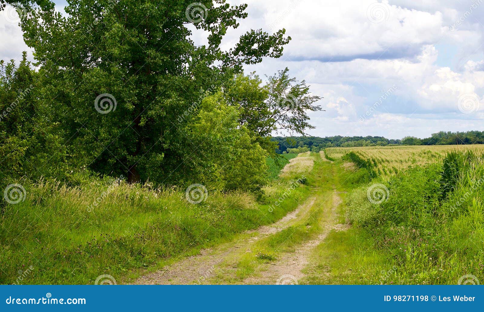 Corn field trail stock photo. Image of agriculture, pasture - 98271198