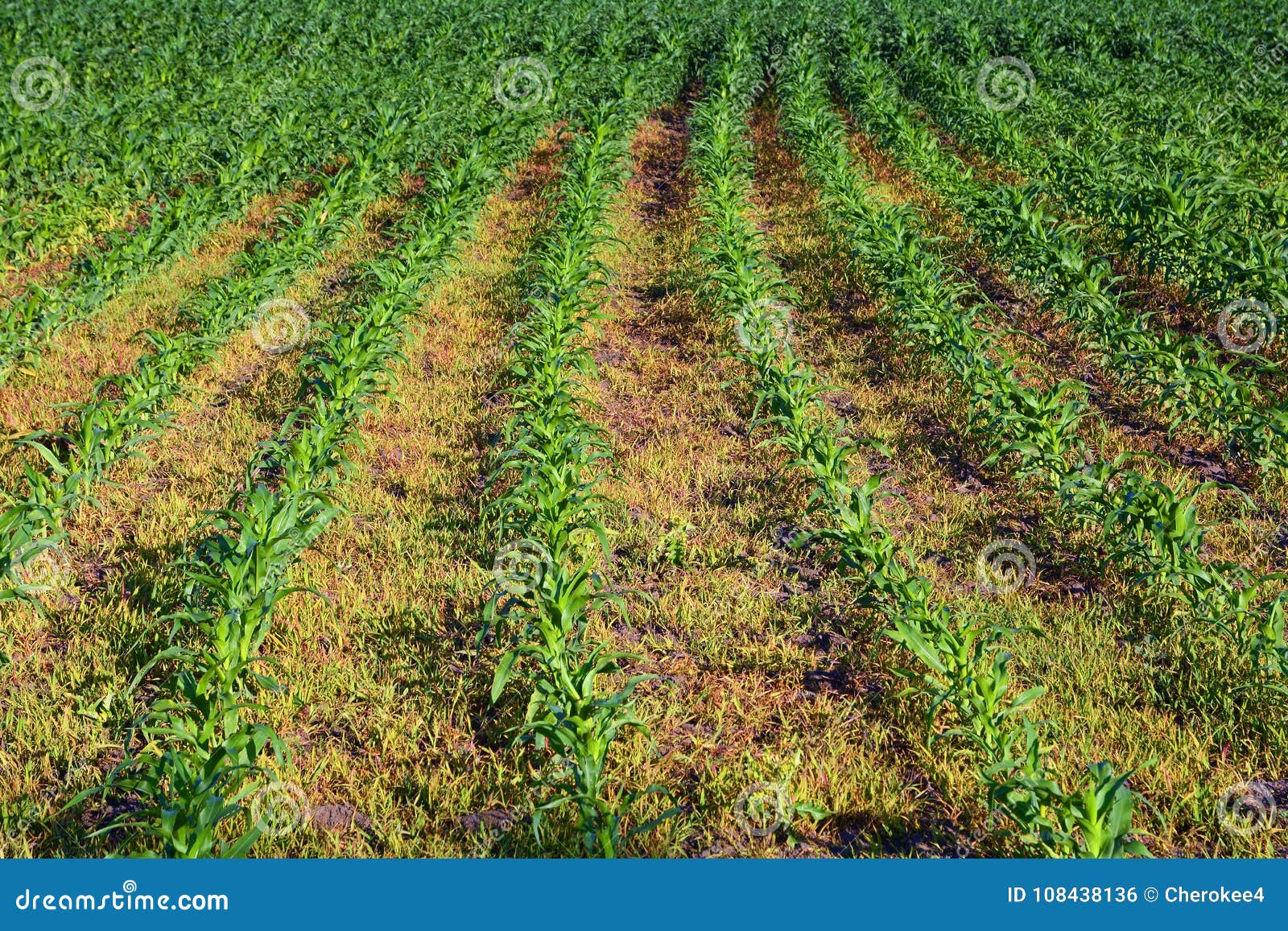 Corn And Weeds Royalty-Free Stock Image | CartoonDealer.com #47471722