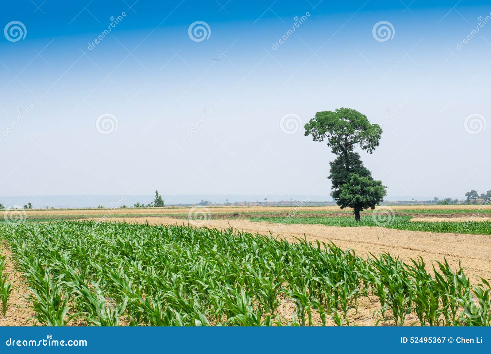 The corn field and trees stock image. Image of mountains - 52495367