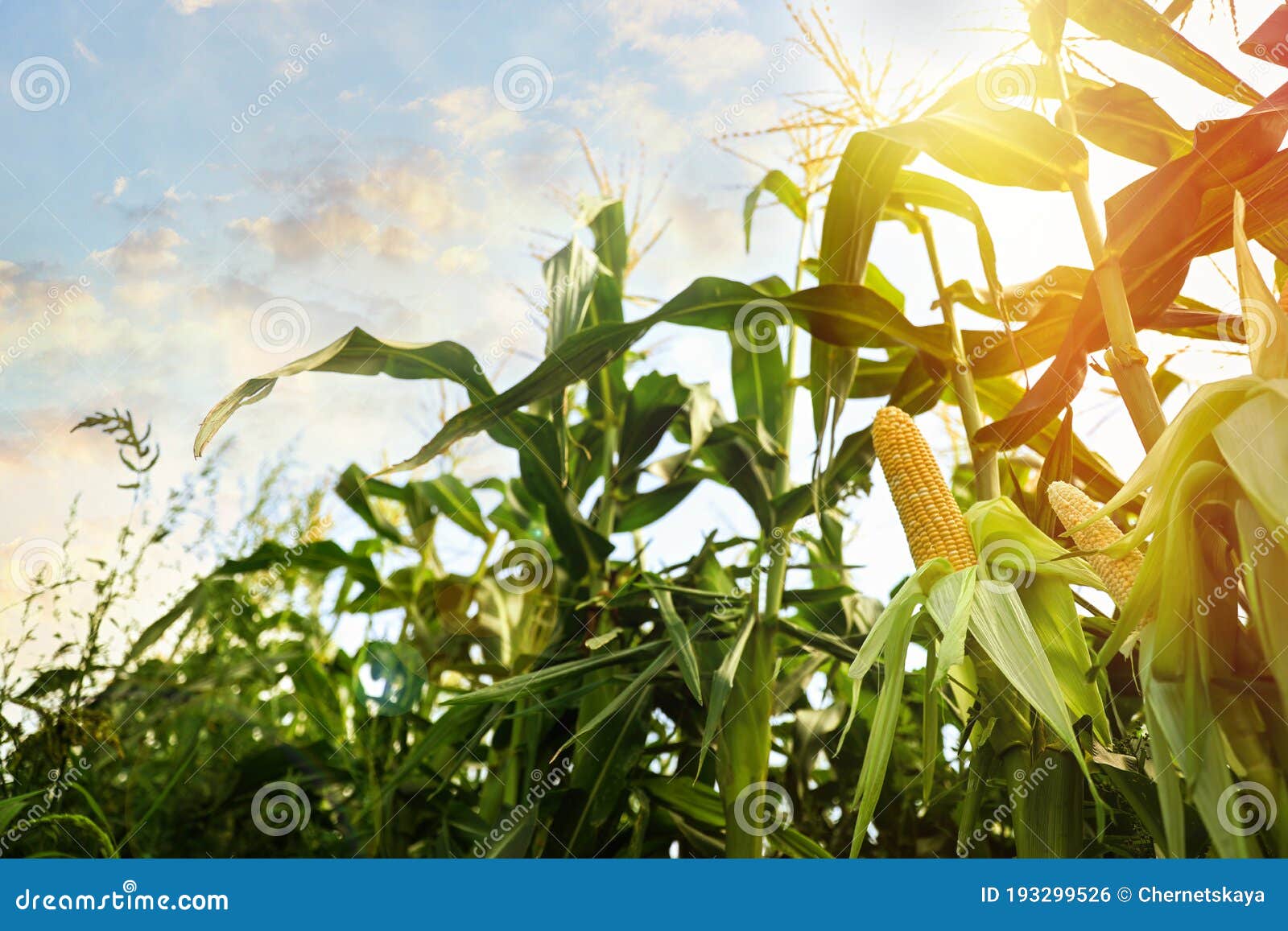 Corn Field Under Sky with Sun, Low Angle View Stock Photo - Image of ...