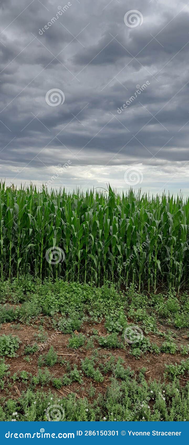 Corn Field Under a Grey Stormy Sky in Colorado Stock Image - Image of ...