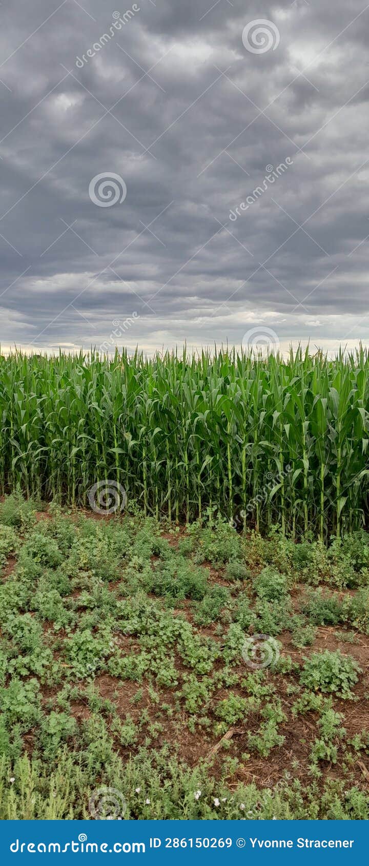 Corn Field Under a Stormy Sky in Colorado Stock Image - Image of crop ...