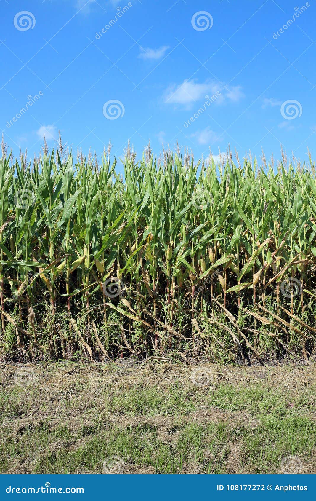 Corn field stock photo. Image of harvest, sunny, leaf - 108177272
