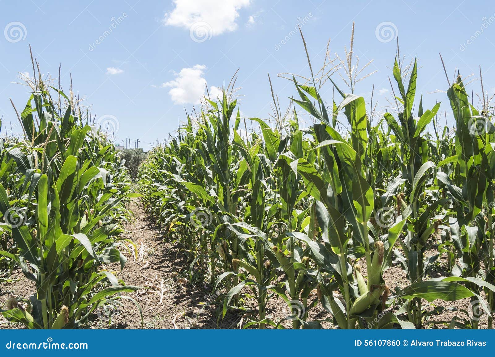 Corn Field with Unripe Cobs in the Stalk Stock Photo - Image of harvest ...