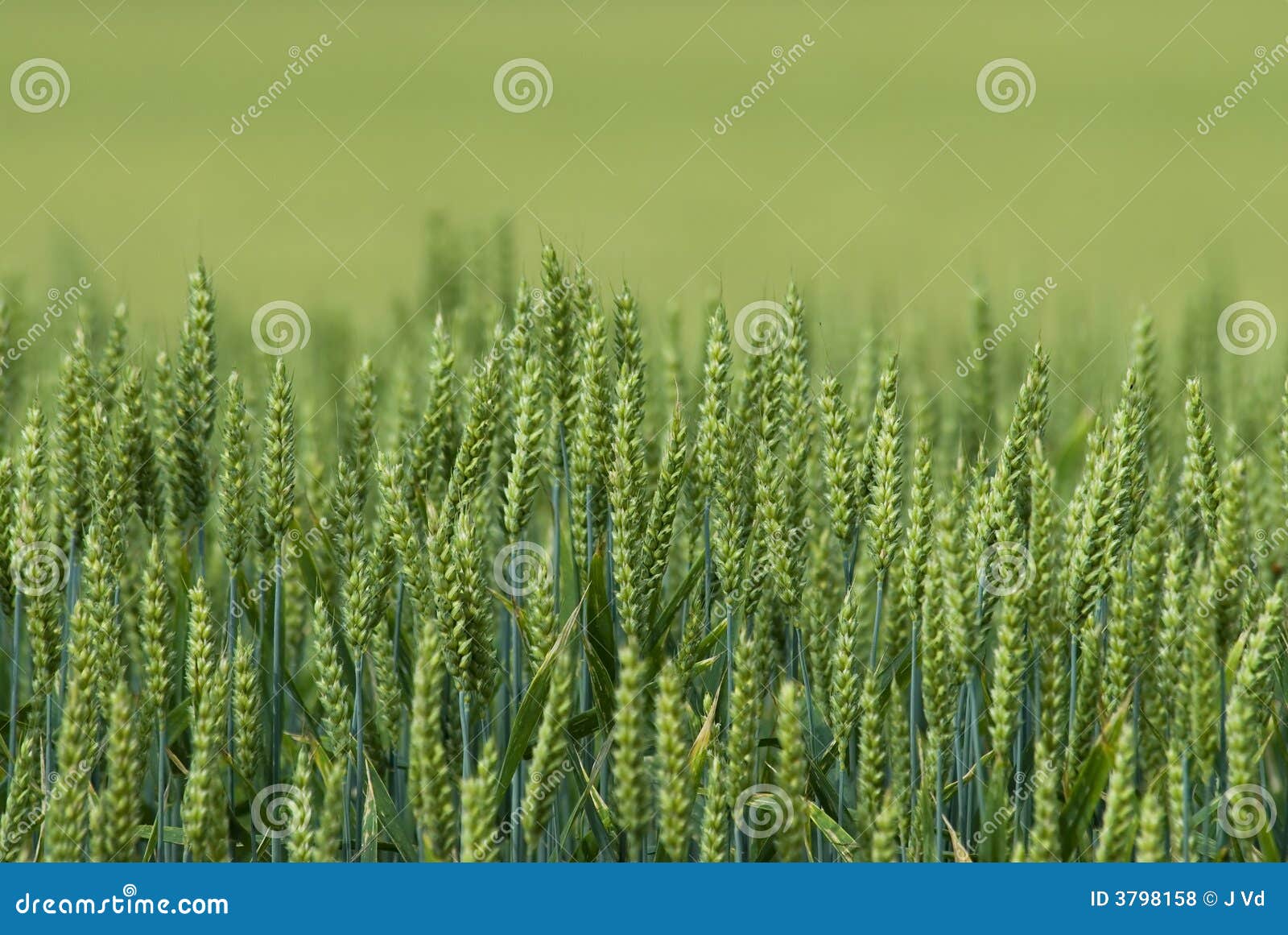 Corn Field Up Close Picture. Image: 3798158