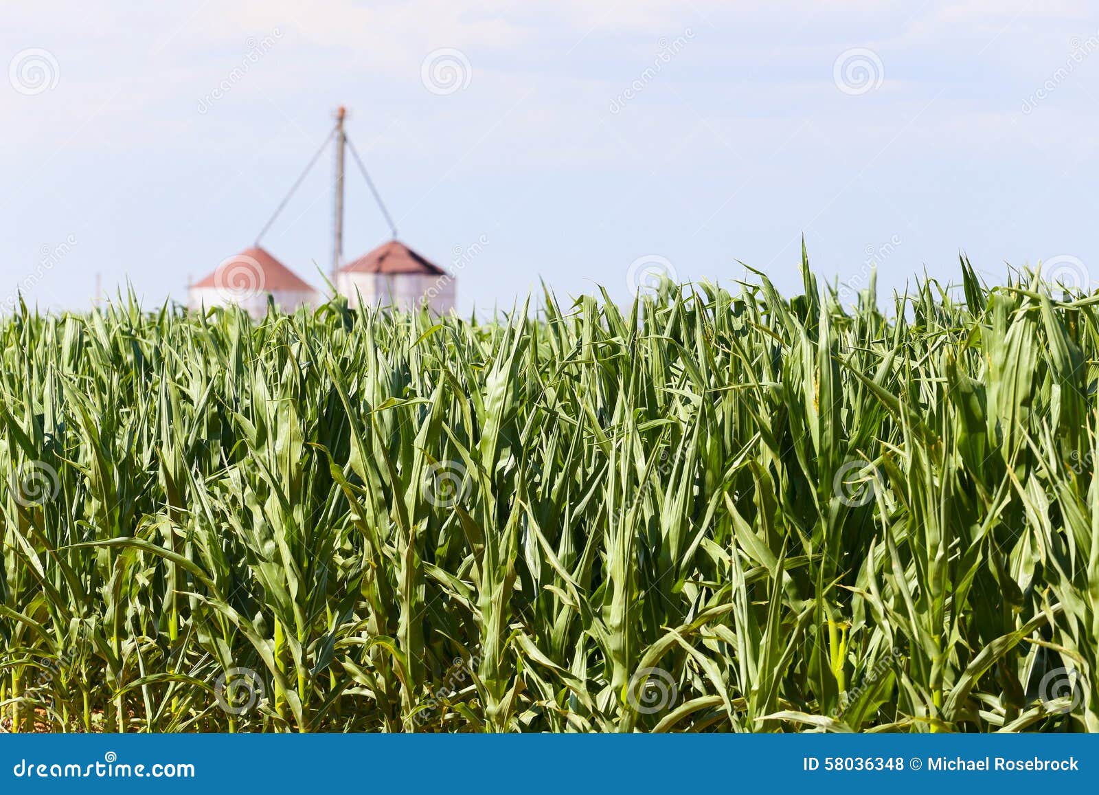 Corn field in the USA stock photo. Image of field, monocropping - 58036348