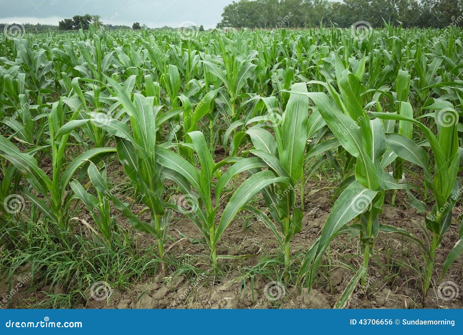 Corn field stock photo. Image of cultivation, field, land - 43706656