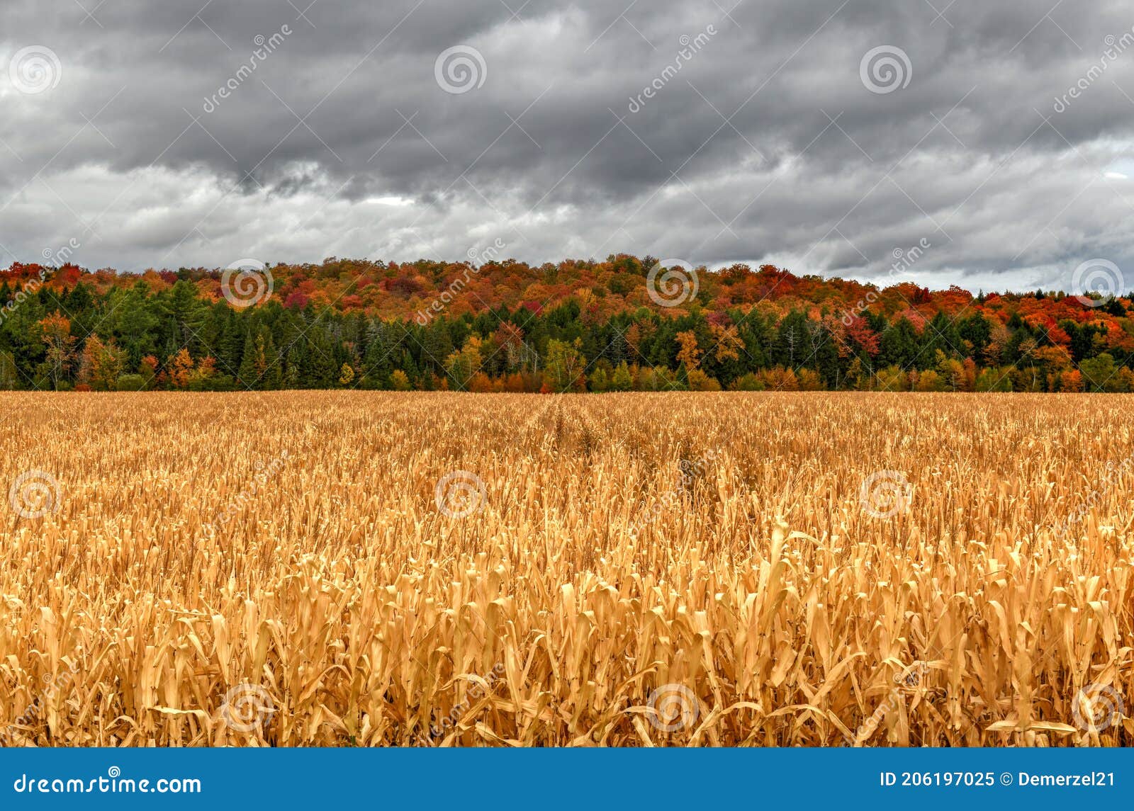 Corn Field - Vermont stock image. Image of october, park - 206197025