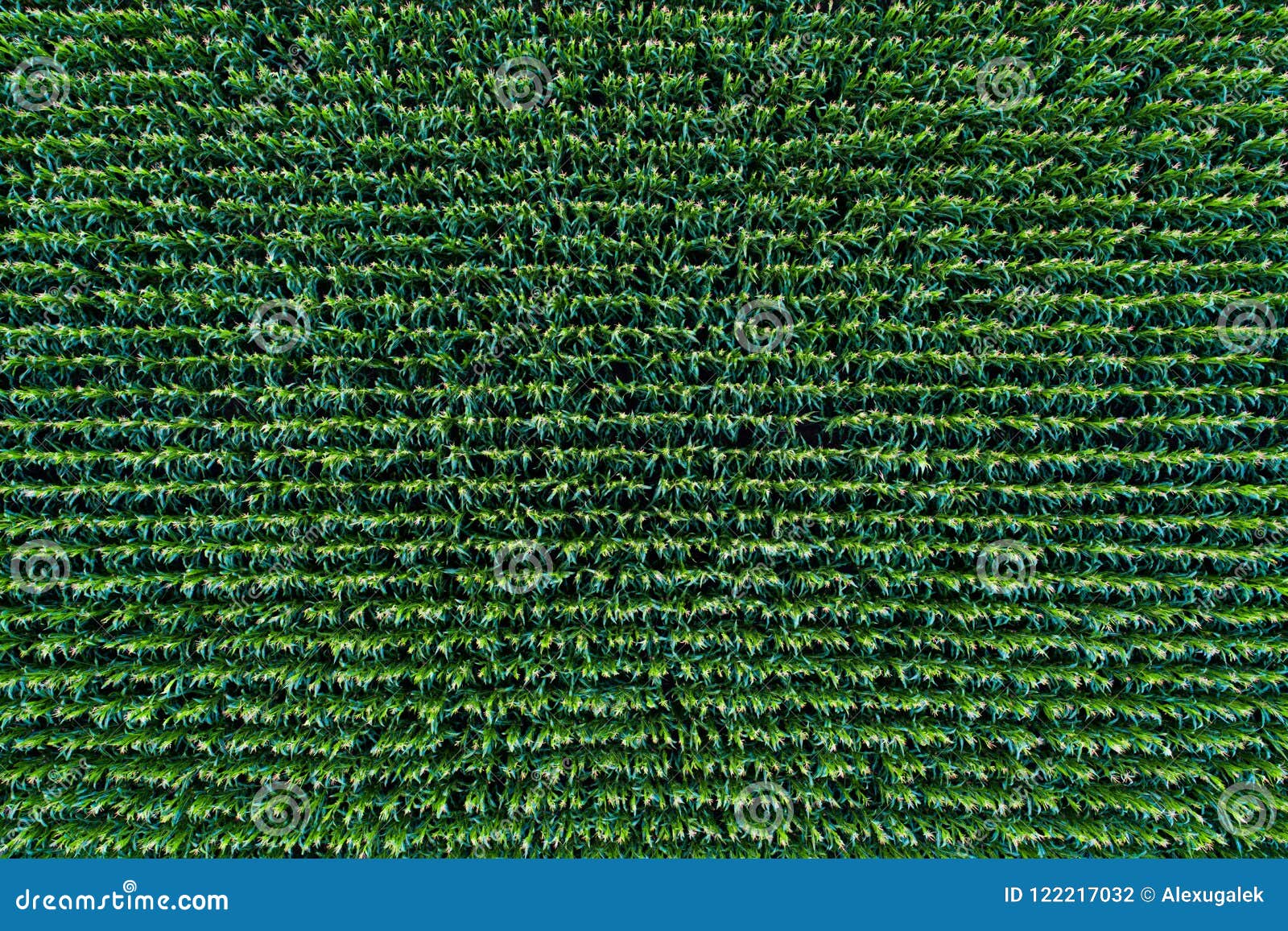 Corn field view from above stock photo. Image of crop - 122217032
