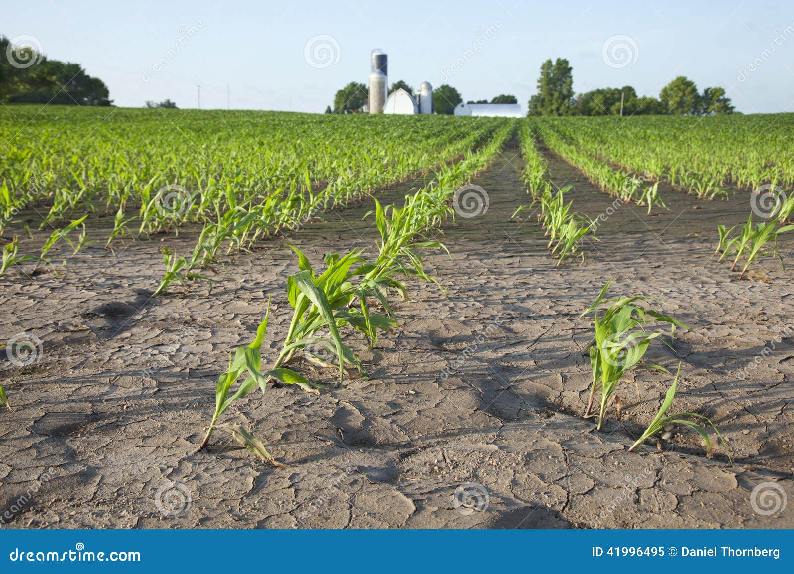 Corn Field with Water Damage Stock Image - Image of color, damage: 41996495