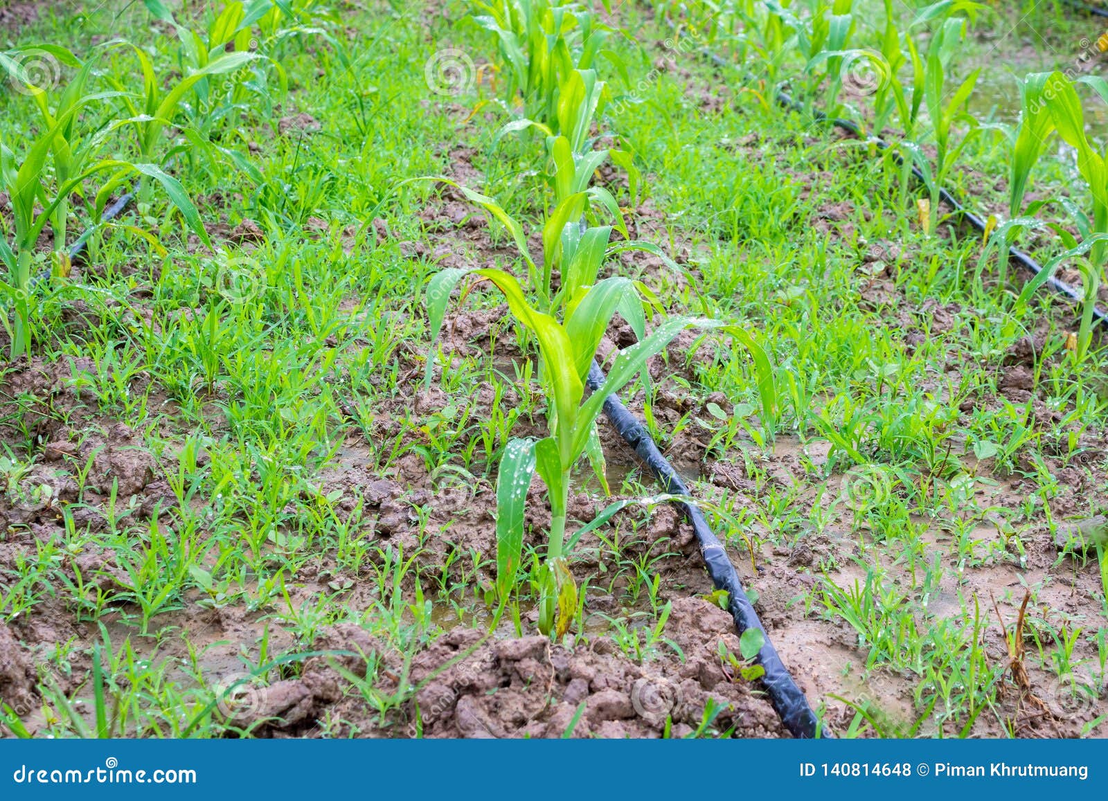 Corn Field With Water Irrigation System In Garden Stock Photo - Image ...