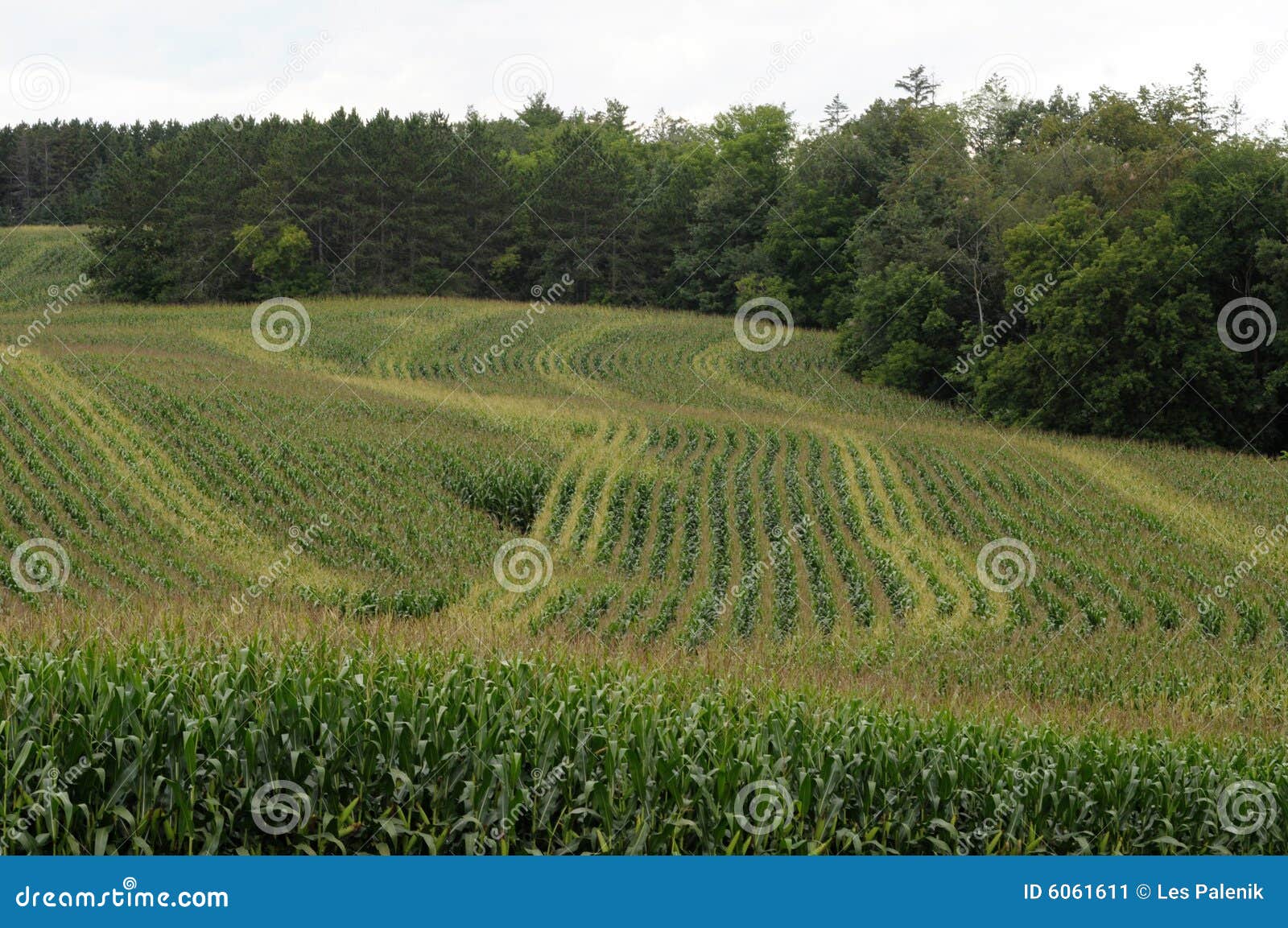 Corn field wavy pattern stock image. Image of vegetables - 6061611