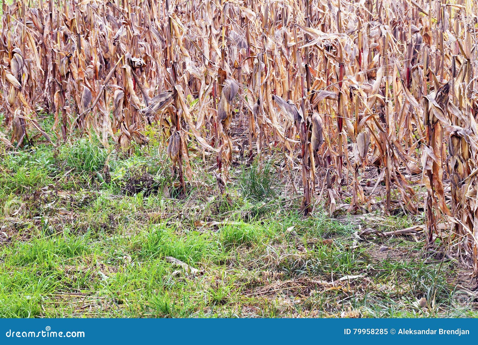 The CORN FIELD stock image. Image of dried, vegetables - 79958285