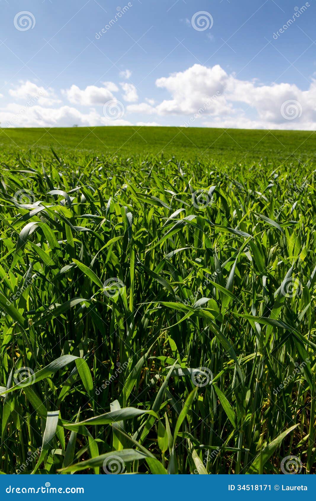 Corn field stock image. Image of light, rural, landscape - 34518171