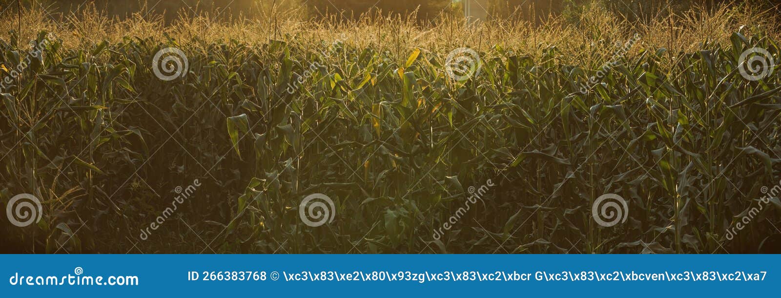 Corn Field, Wide Angle Background Image Stock Photo - Image of grass ...