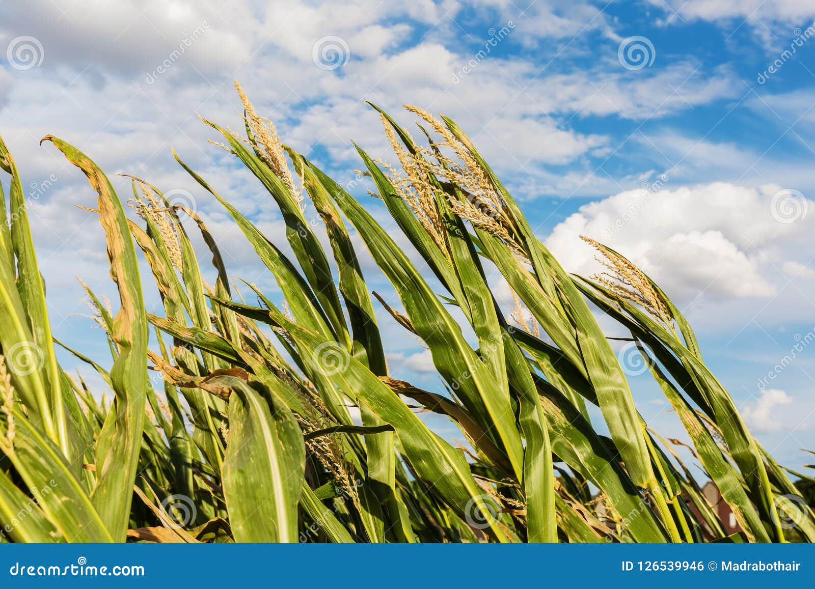 Corn field on a windy day stock photo. Image of growing - 126539946