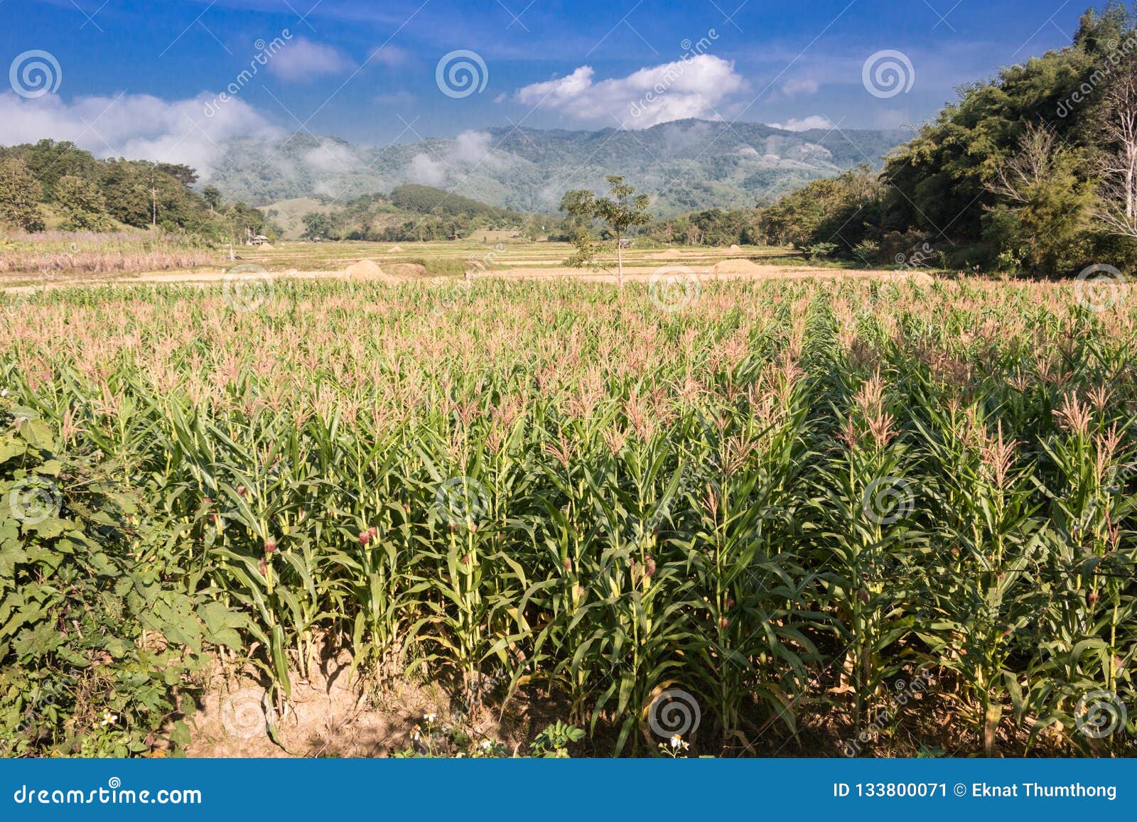 Corn Field in Winter on the Mountain Stock Image - Image of essence ...
