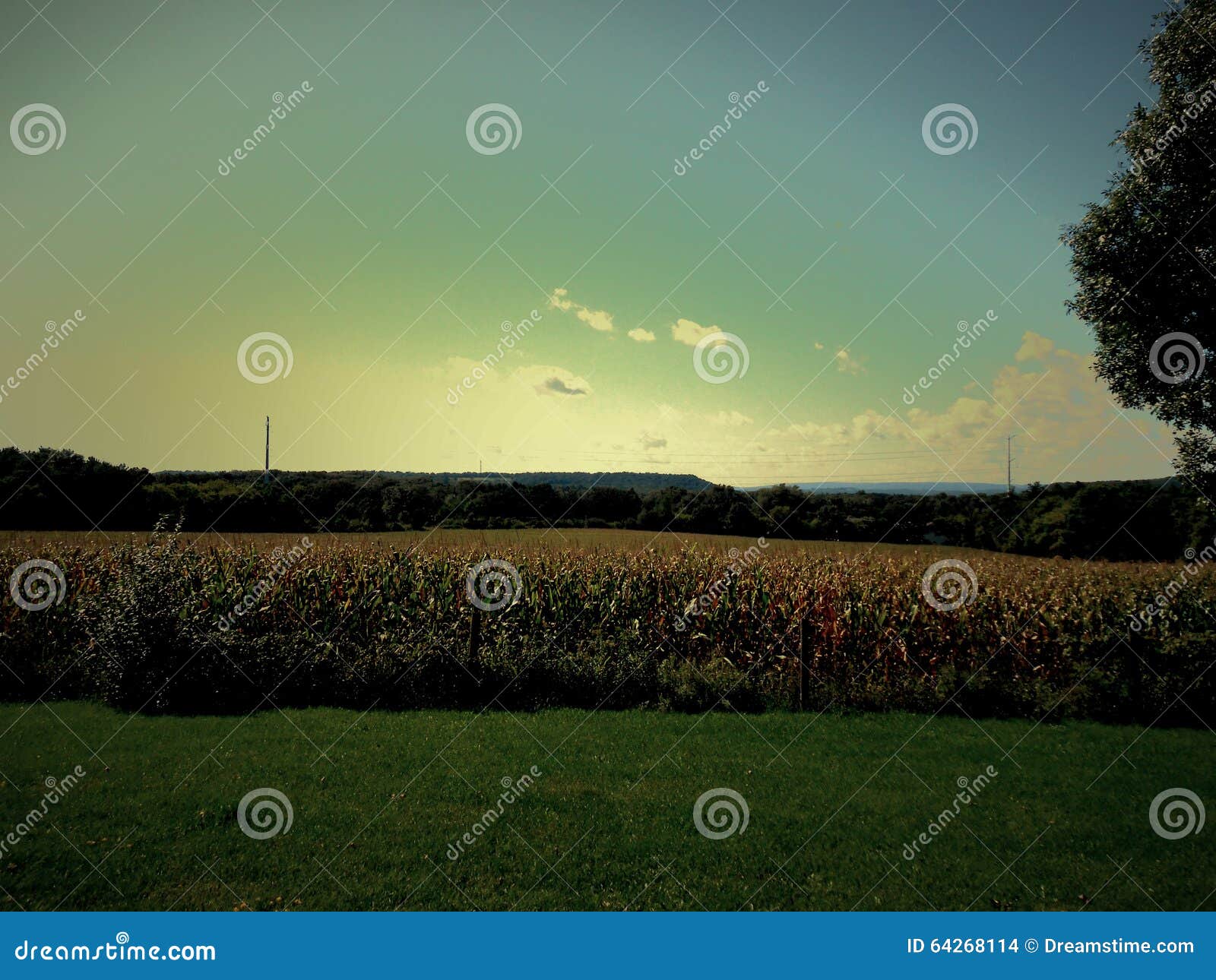 Corn Field in Wisconsin stock photo. Image of corn, saturated - 64268114