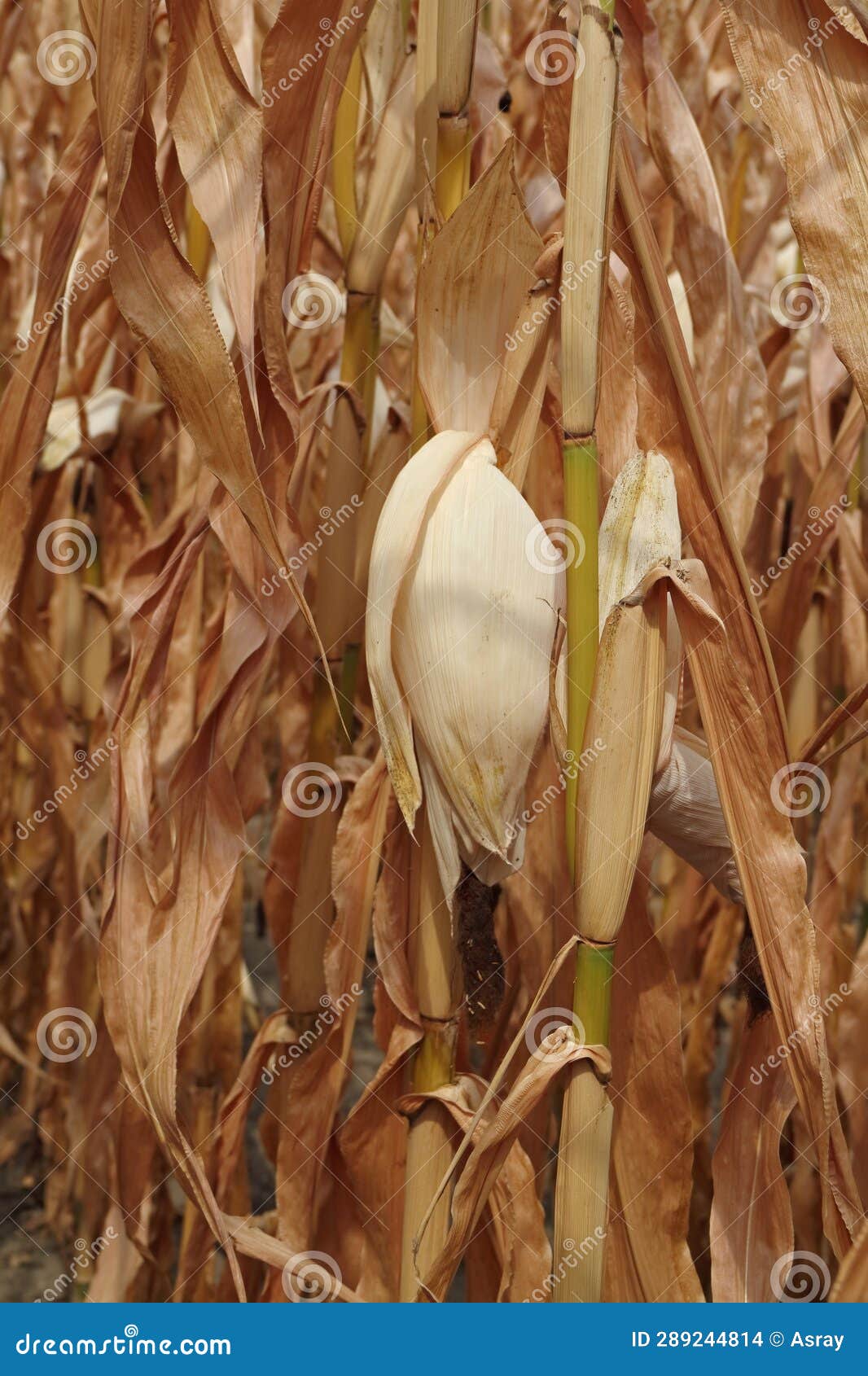 A Corn Field Withers Due To Lack of Water Stock Photo - Image of summer ...