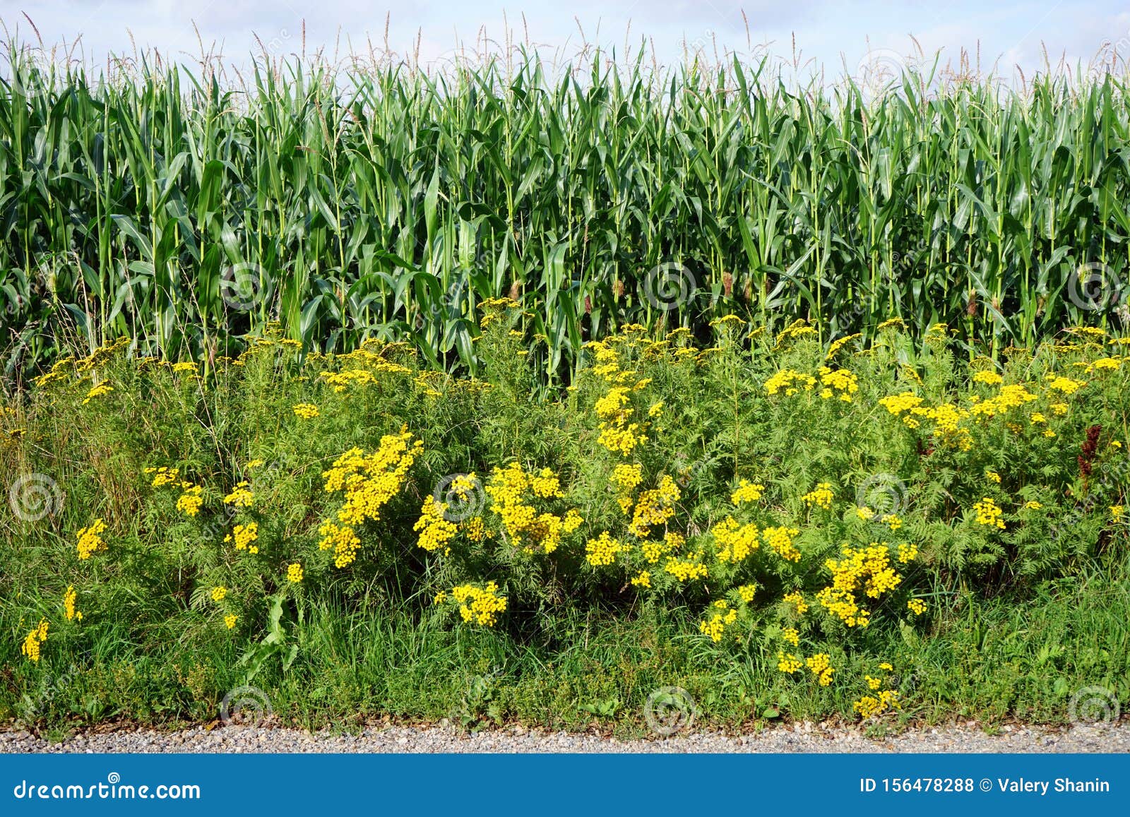 Corn field stock photo. Image of yellow, corn, agriculture - 156478288