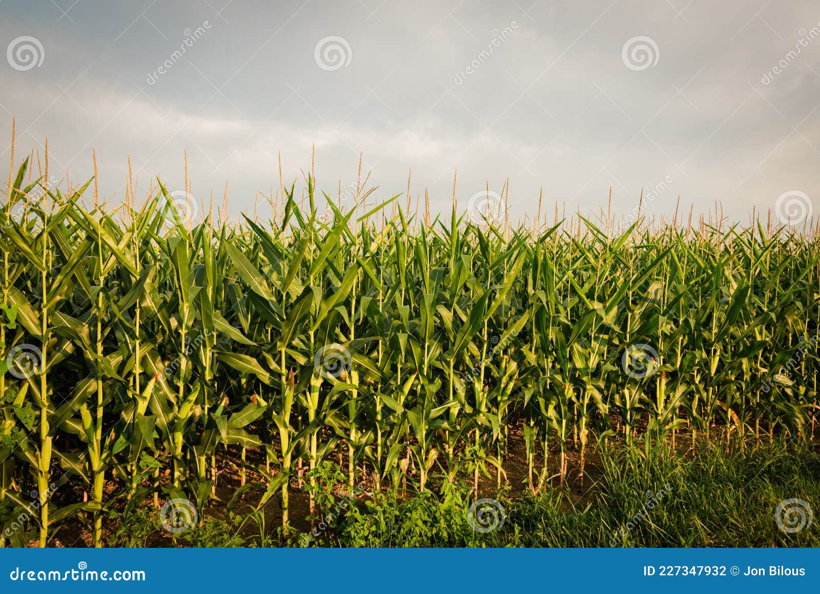 A Corn Field in York County, Pennsylvania Stock Photo - Image of ...