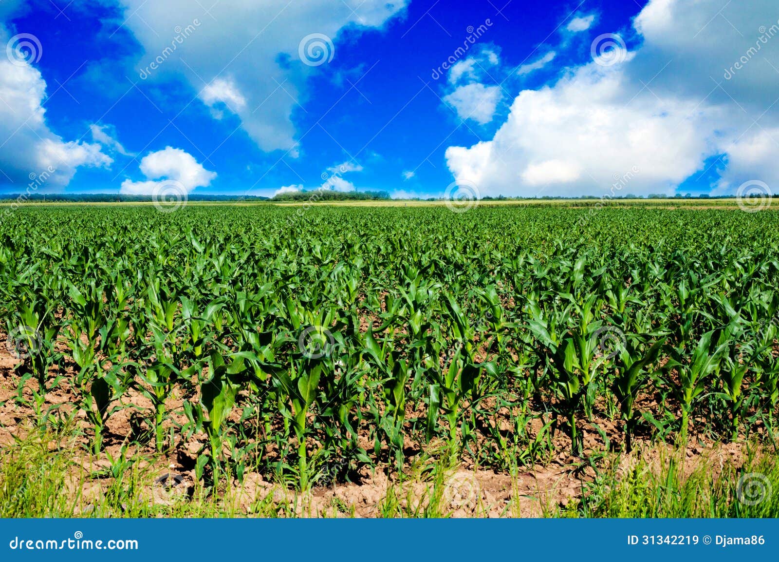 Corn field stock image. Image of agriculture, corn, countryside - 31342219