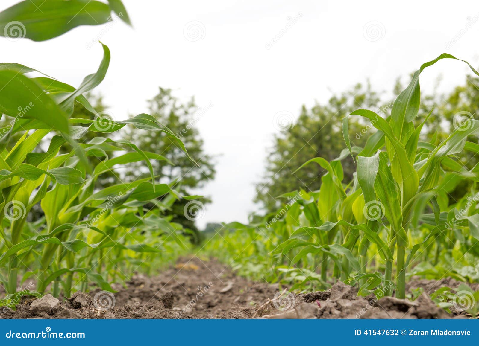 Corn Field with Young Corn Maize Plants Stock Photo - Image of ...