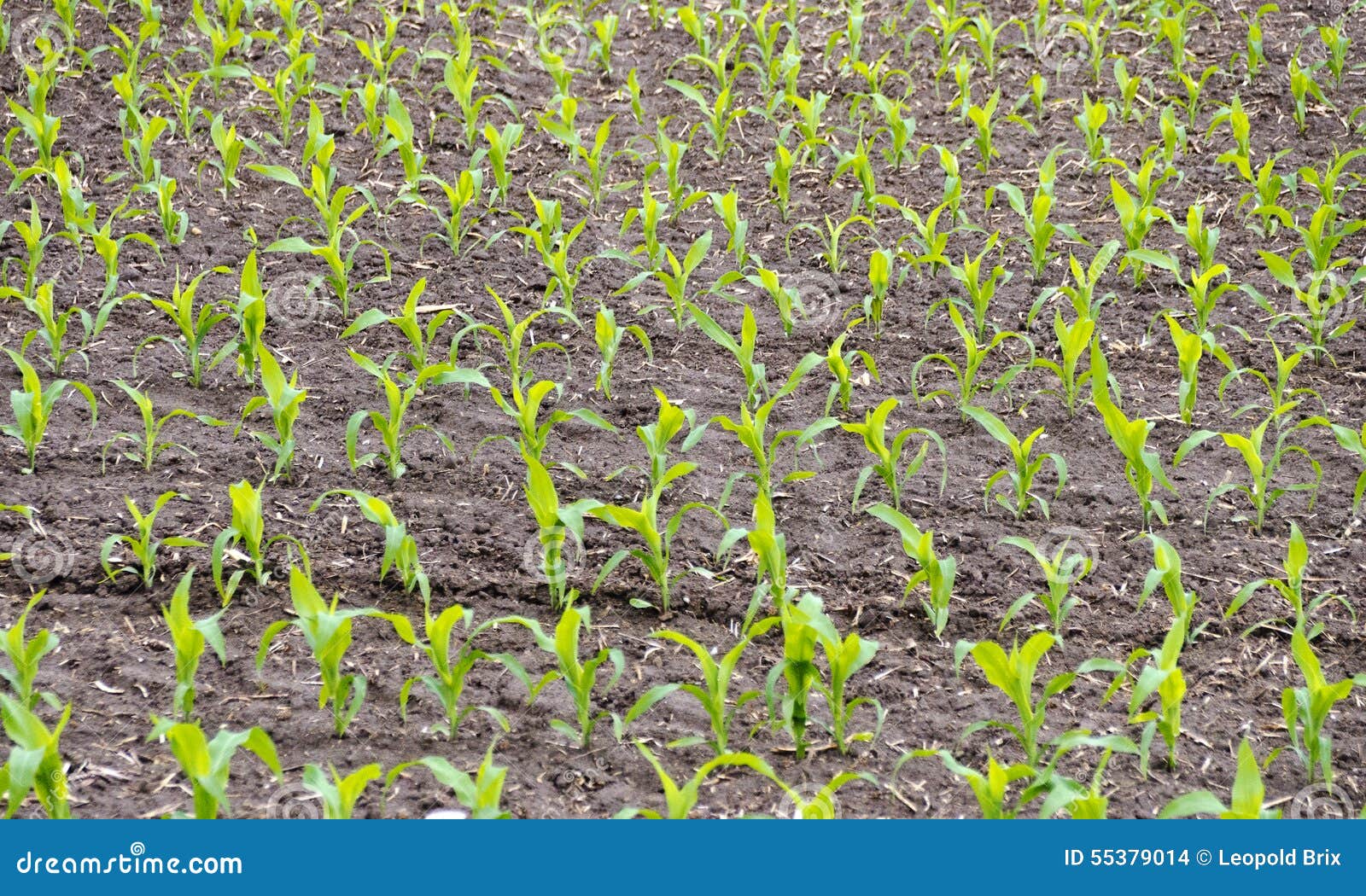 Corn Field with Young Plants Stock Photo - Image of agriculture, spring ...