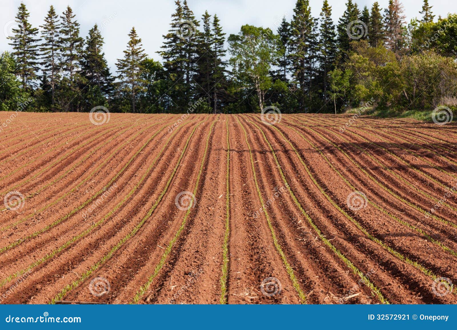 Corn Field stock image. Image of outdoor, color, maize - 32572921