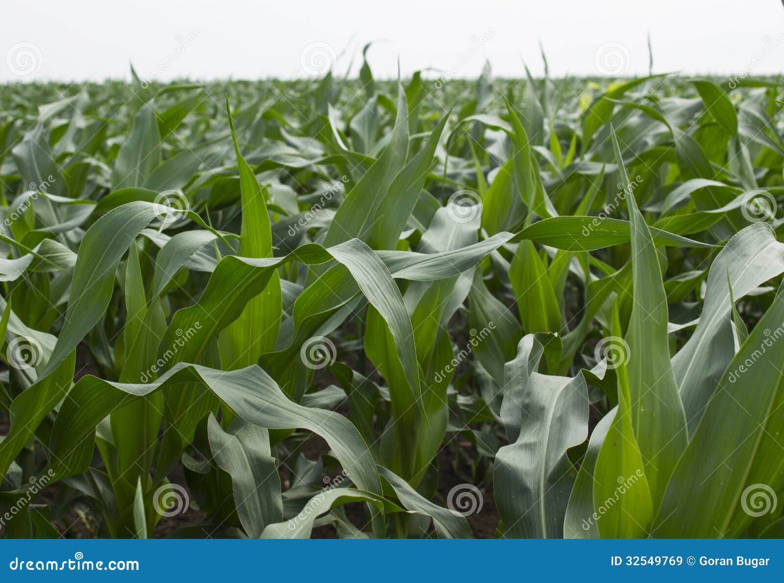 Corn field stock image. Image of monoculture, organic - 32549769