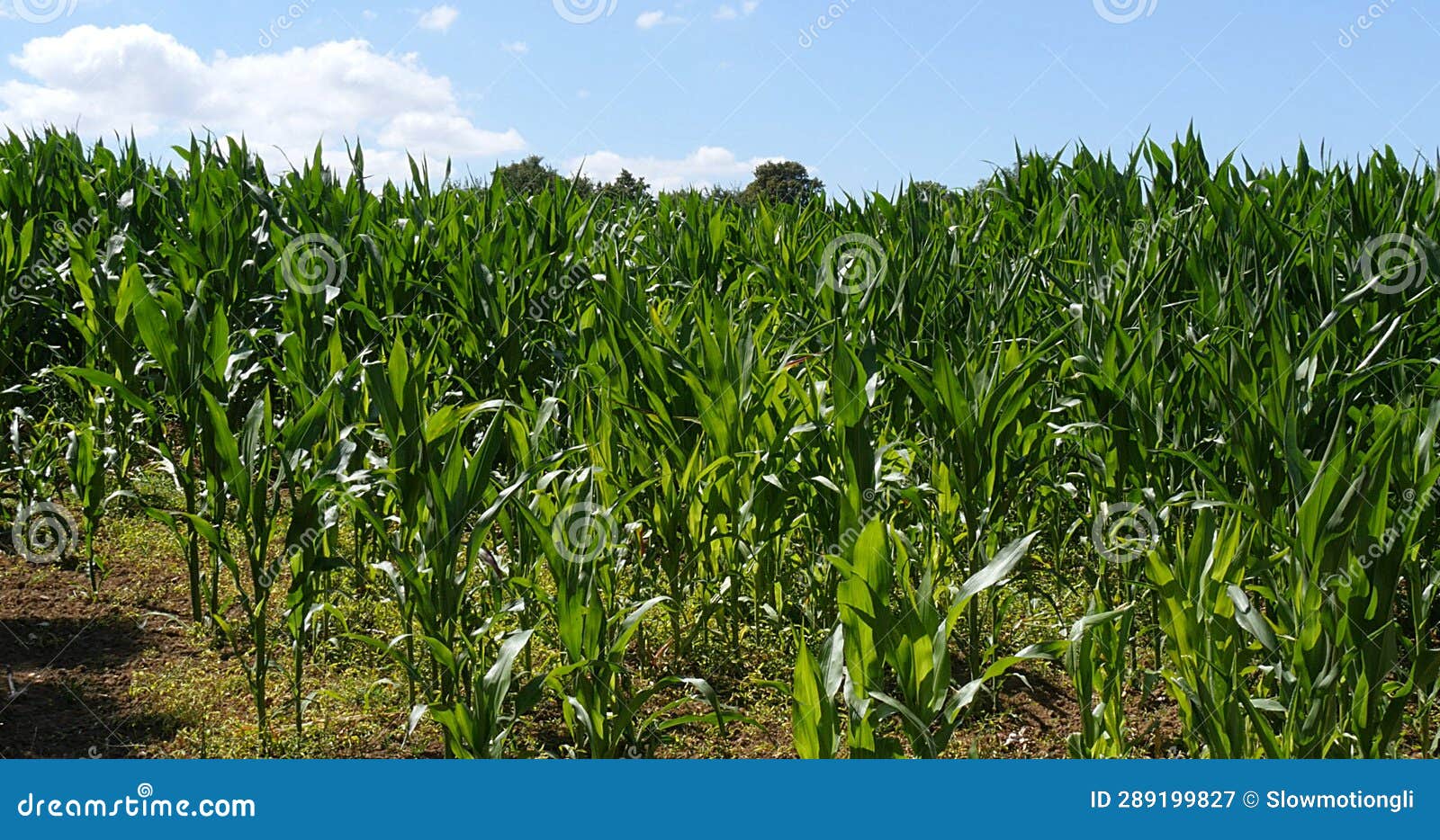 Corn Field, Zea Mays, Normandy in France Stock Image - Image of ...