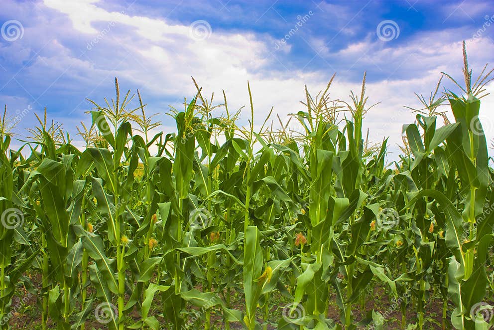 Corn fields stock photo. Image of morning, horizon, harvest - 14245316