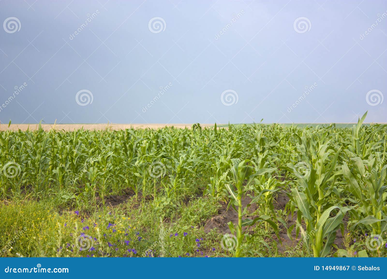 Corn fields stock image. Image of romania, growth, corn - 14949867