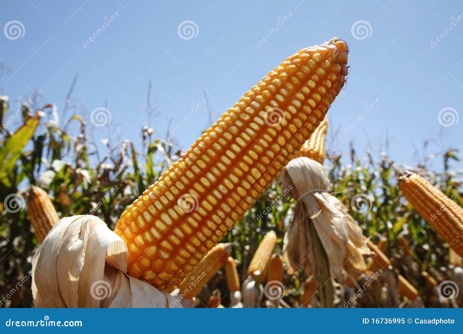 Corn fields stock image. Image of growth, farming, organic - 16736995
