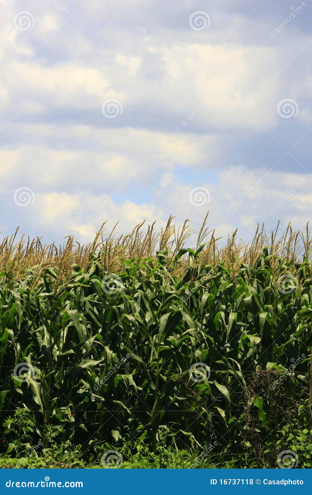Corn fields stock photo. Image of organic, plant, healthy - 16737118