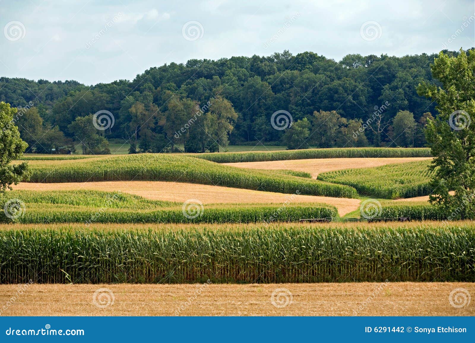 Corn Fields stock photo. Image of fields, scenery, landscapes - 6291442