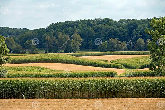 Corn Fields stock photo. Image of fields, scenery, landscapes - 6291442