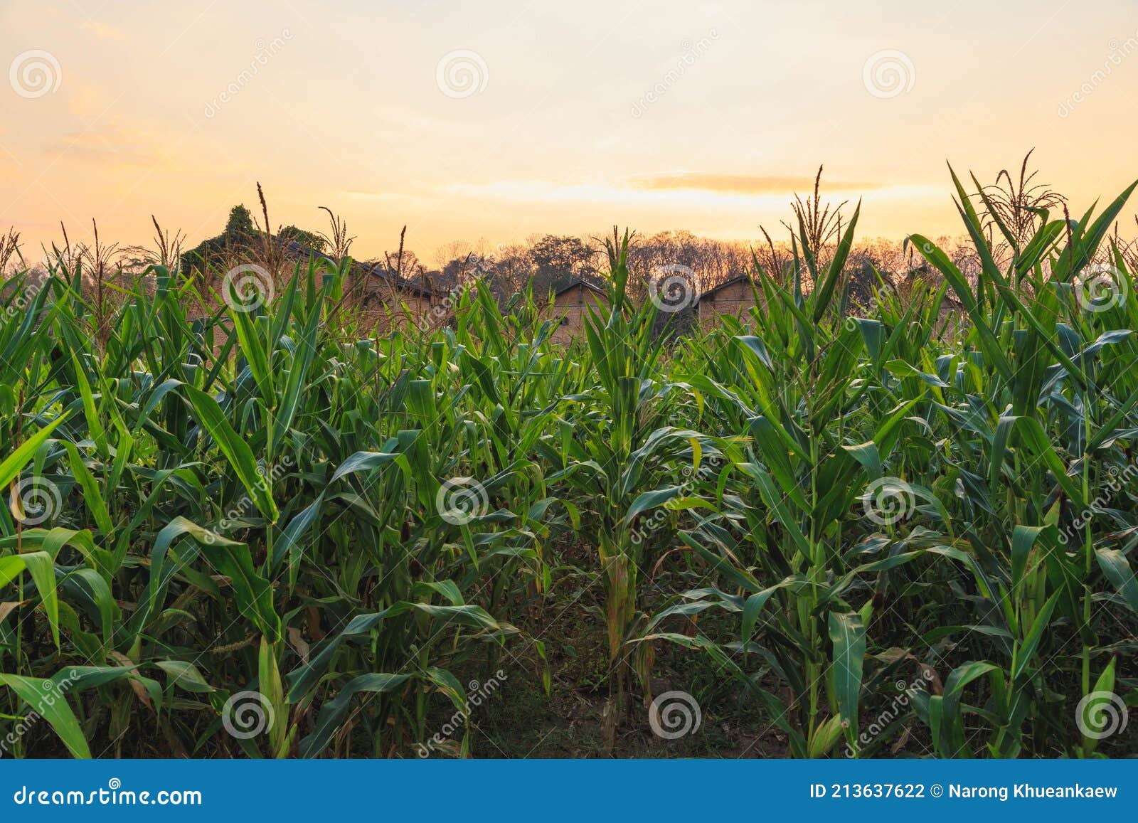 Corn Fields and Abandoned Buildings Stock Photo - Image of country ...