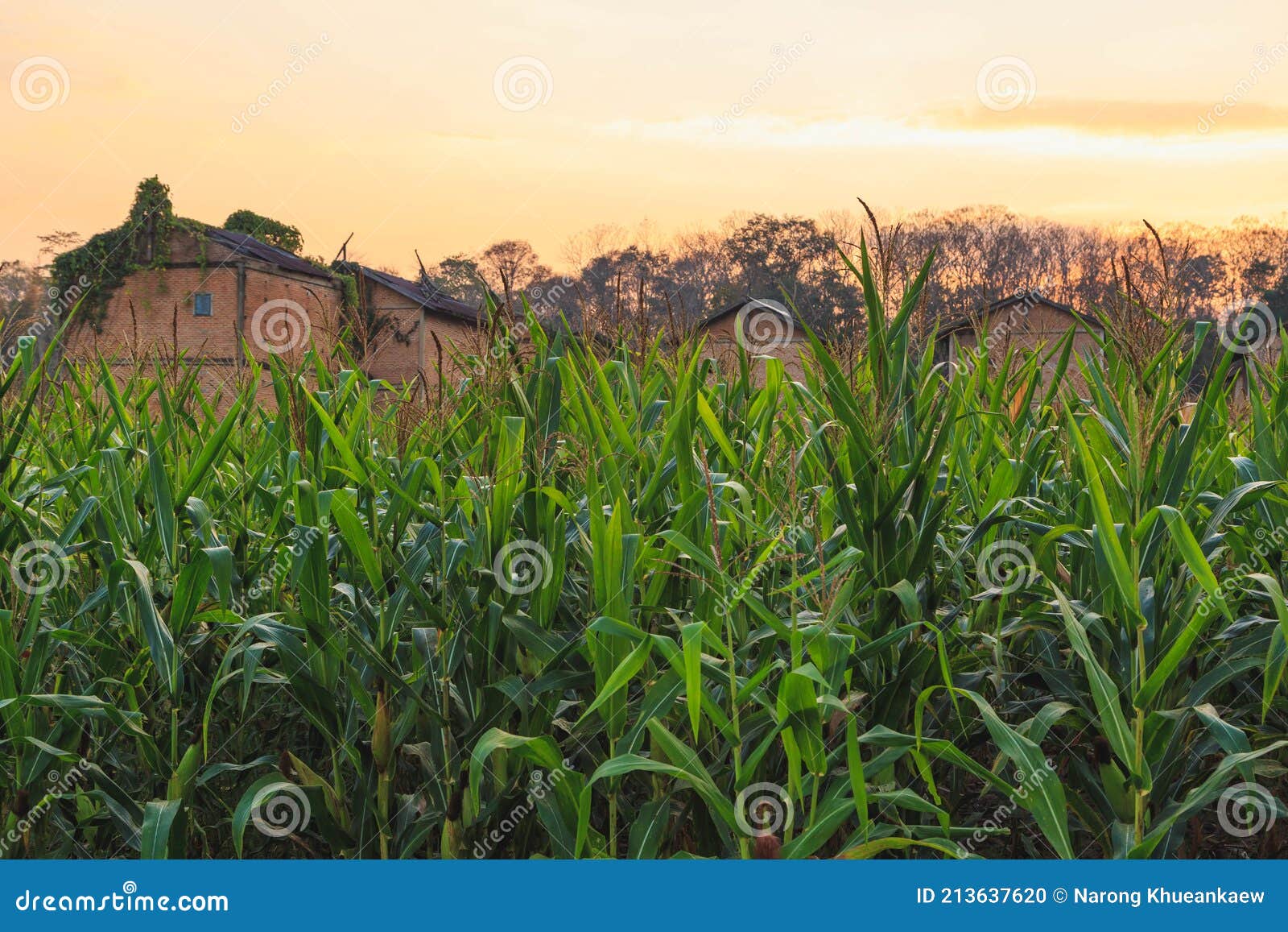 Corn Fields and Abandoned Buildings Stock Photo - Image of home, grass ...
