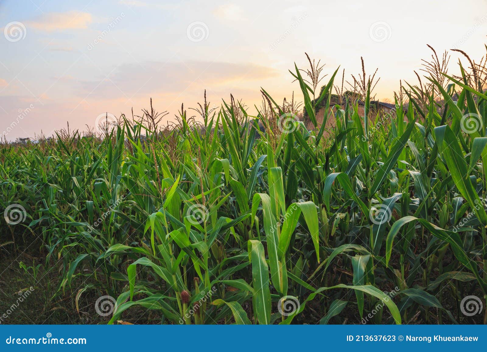Corn Fields and Abandoned Buildings Stock Image - Image of container ...