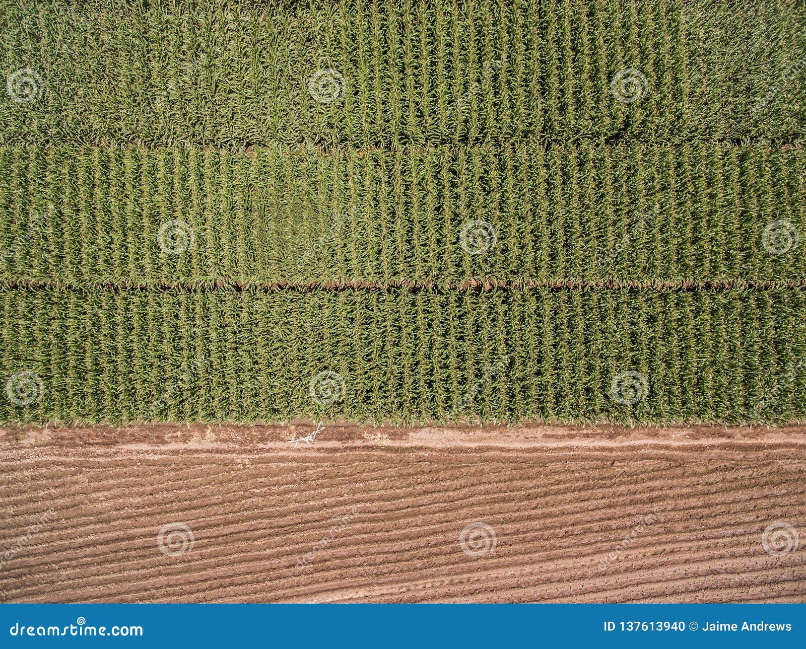 Corn Fields Aerial View Seeded and Growing Stock Photo - Image of acre ...