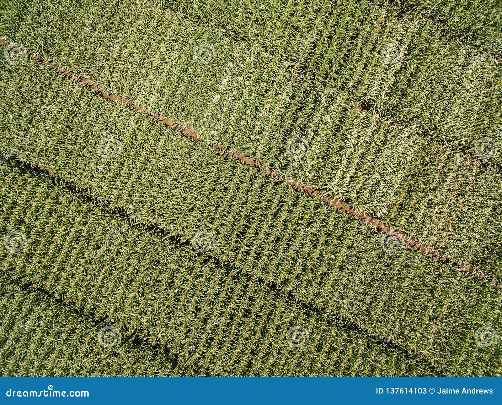 Aerial View from Above of Green Corn Fields Agriculture Seeded Stock ...