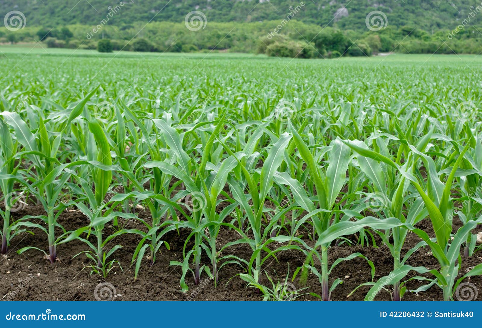 Corn fields stock photo. Image of fieldcrop, thailand - 42206432