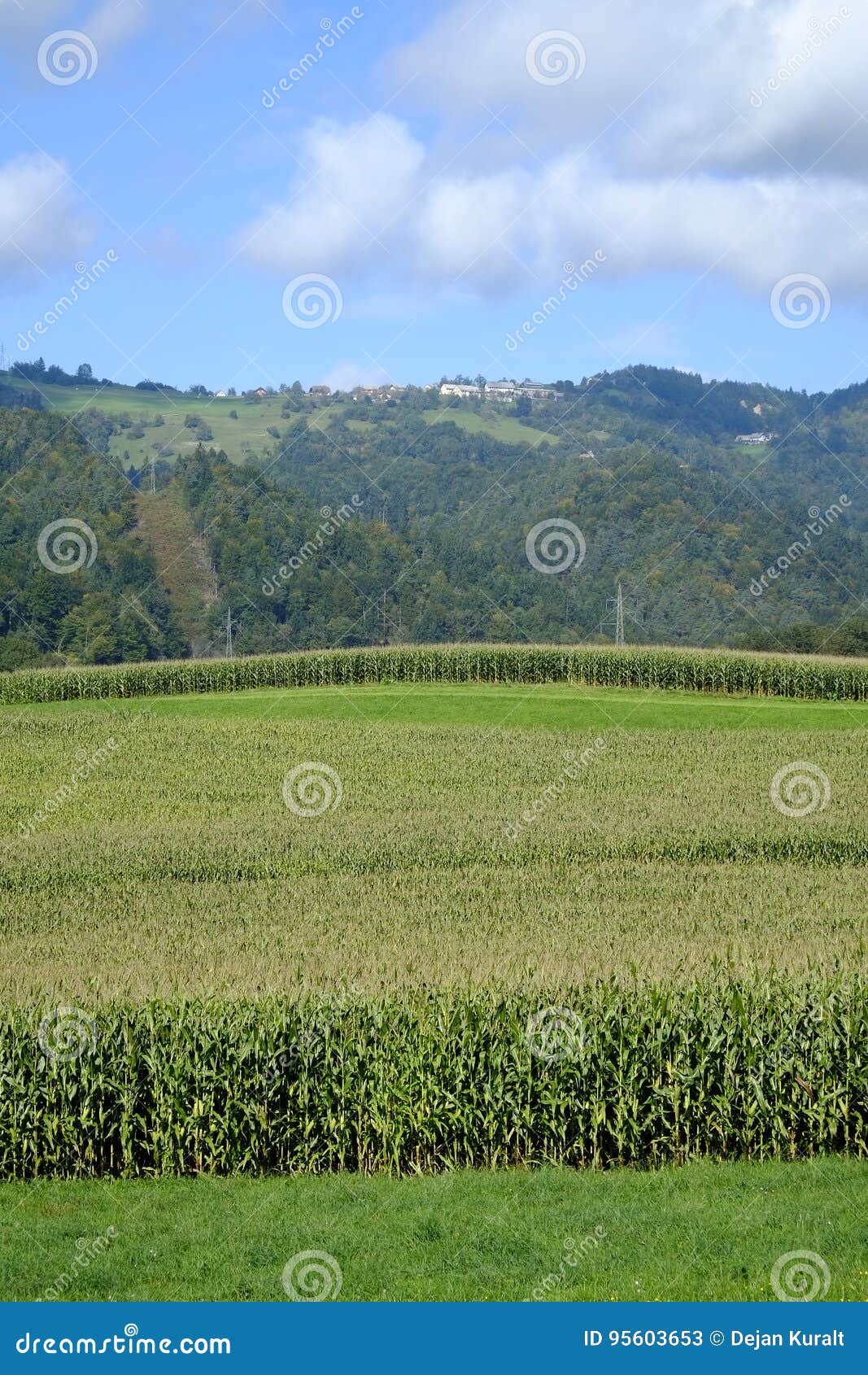 Corn fields in autumn. stock image. Image of fall, food - 95603653