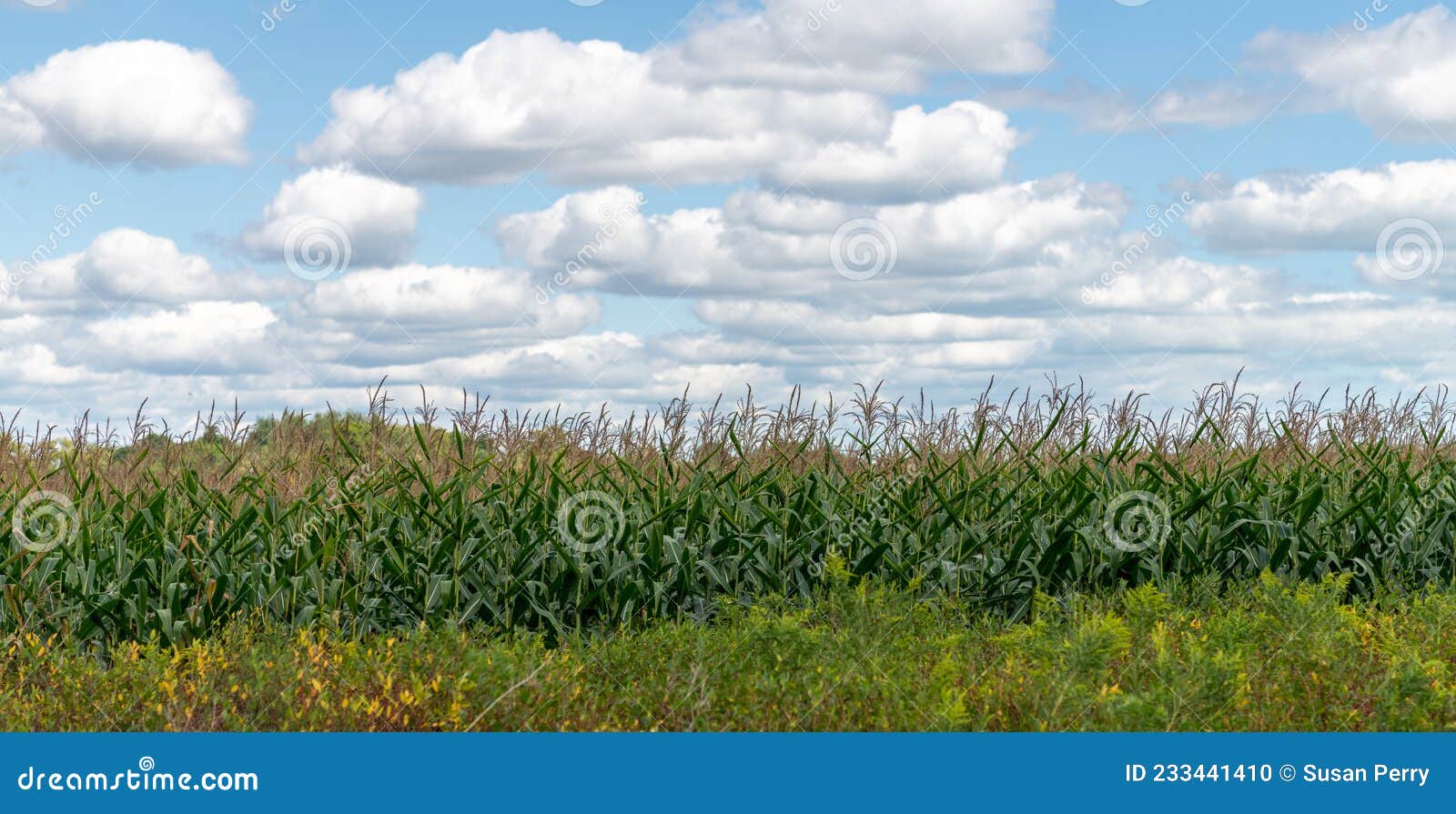Corn Fields with Blue Sky White Fluffy Clouds Stock Photo - Image of ...