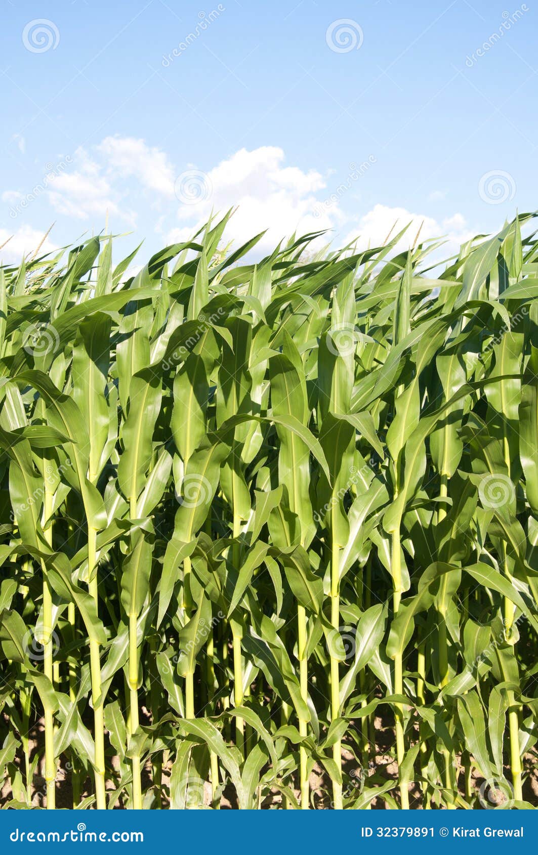 Corn Fields stock image. Image of farming, cloudscape - 32379891