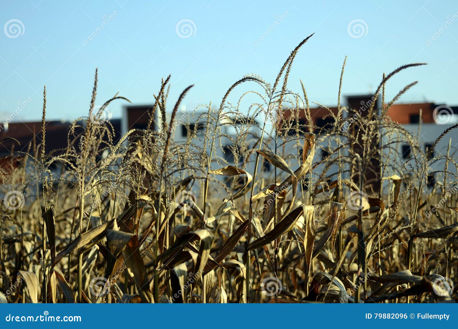 Corn Fields and Buildings in France Stock Photo - Image of countryside ...