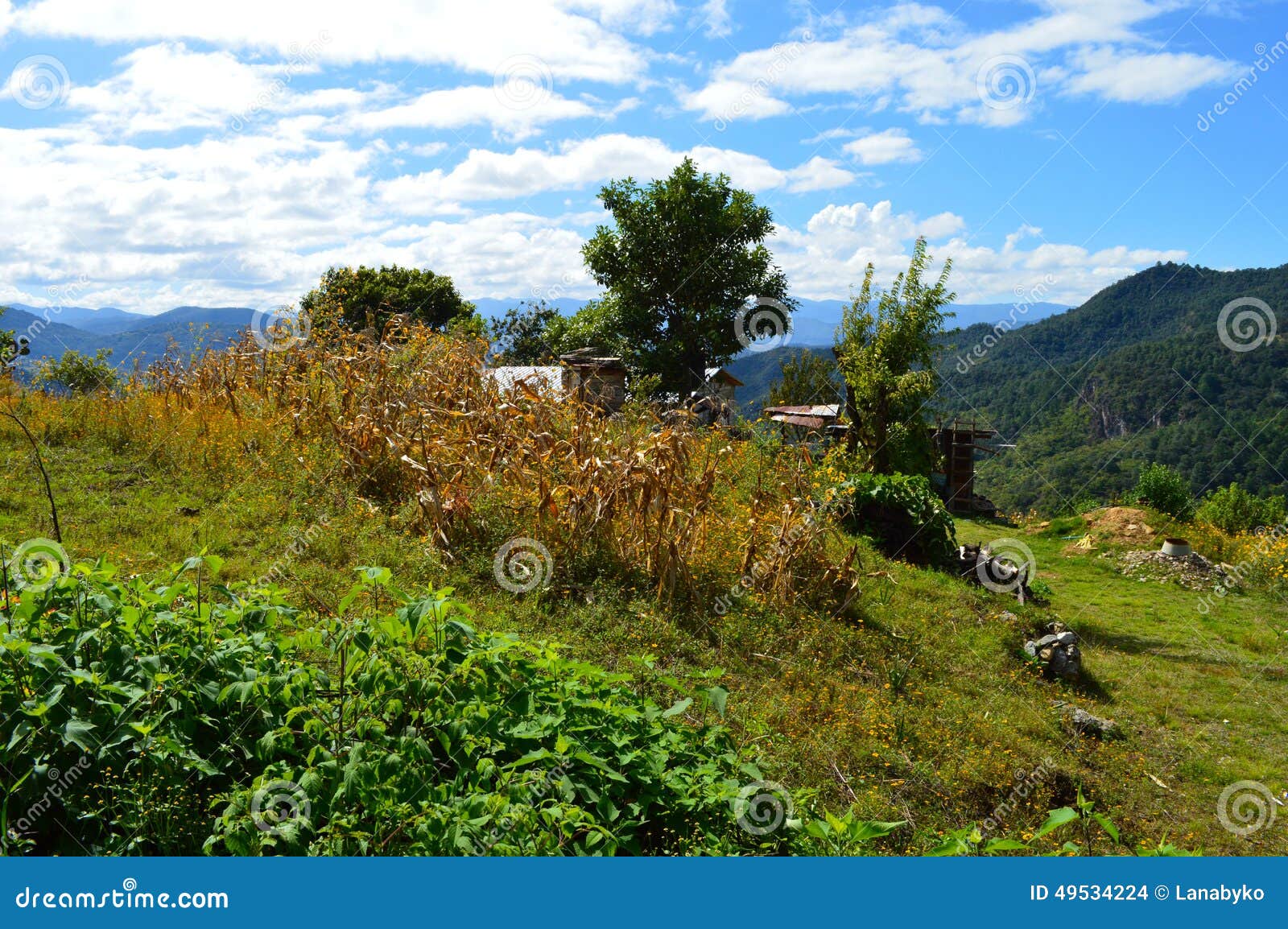 Corn Fields in Capulalpam De Mendez in the Highlands of Oaxaca Stock ...