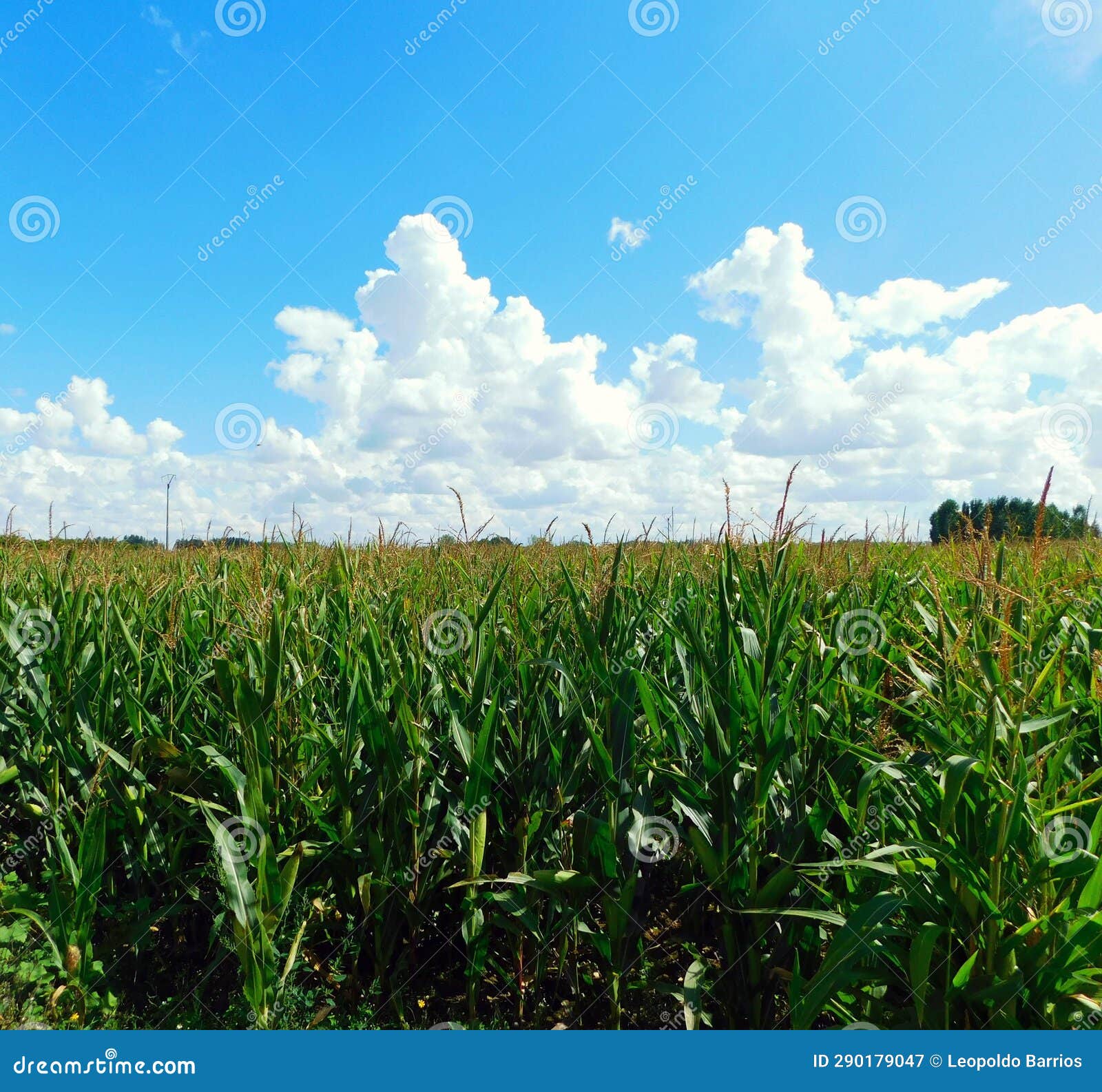 Corn Fields and Clouds in Rural Landscapes Stock Image - Image of ...