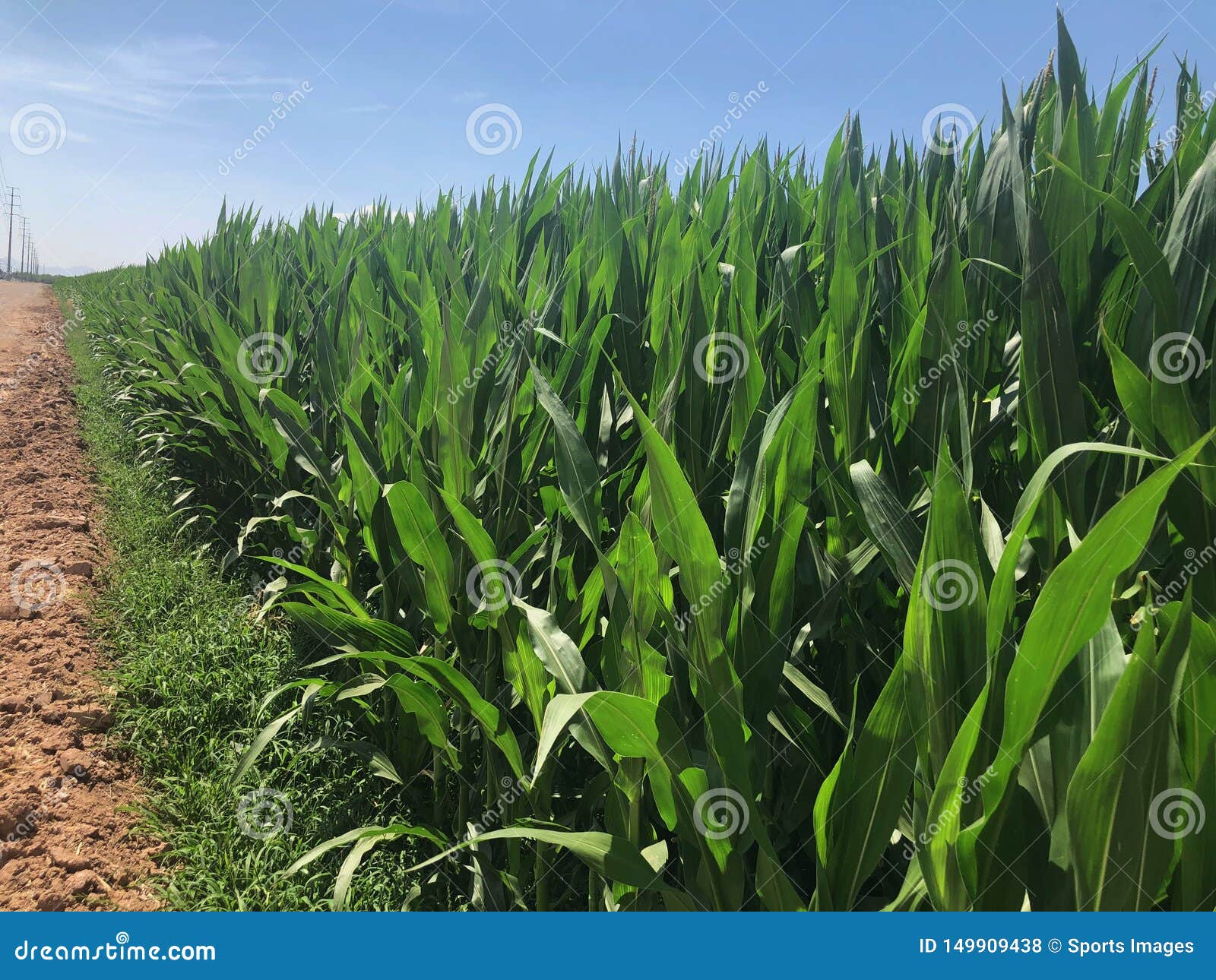 Corn fields. stock photo. Image of customers, green - 149909438